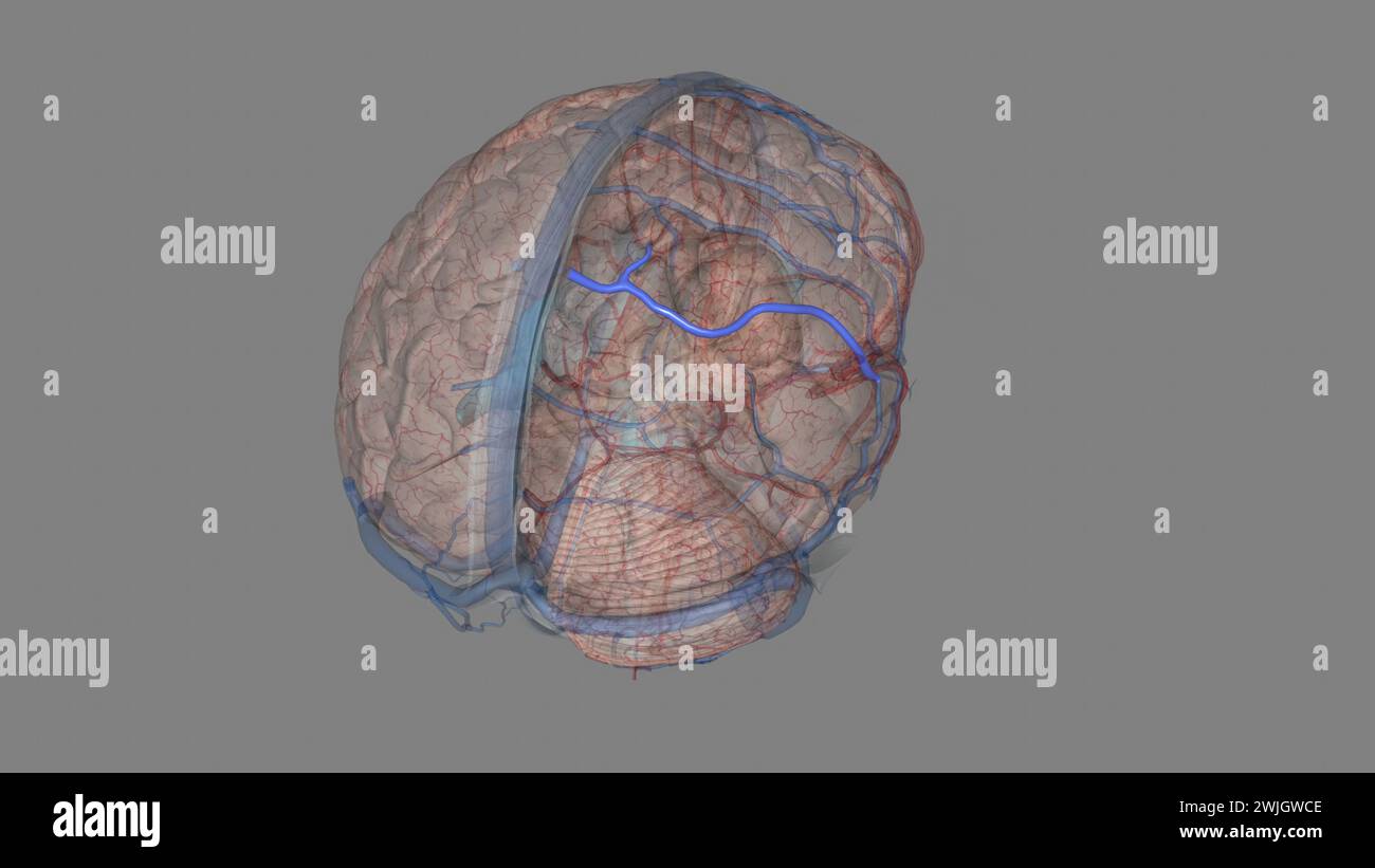 Superior anastomotic vein of trolard 3d illustration Stock Photo - Alamy