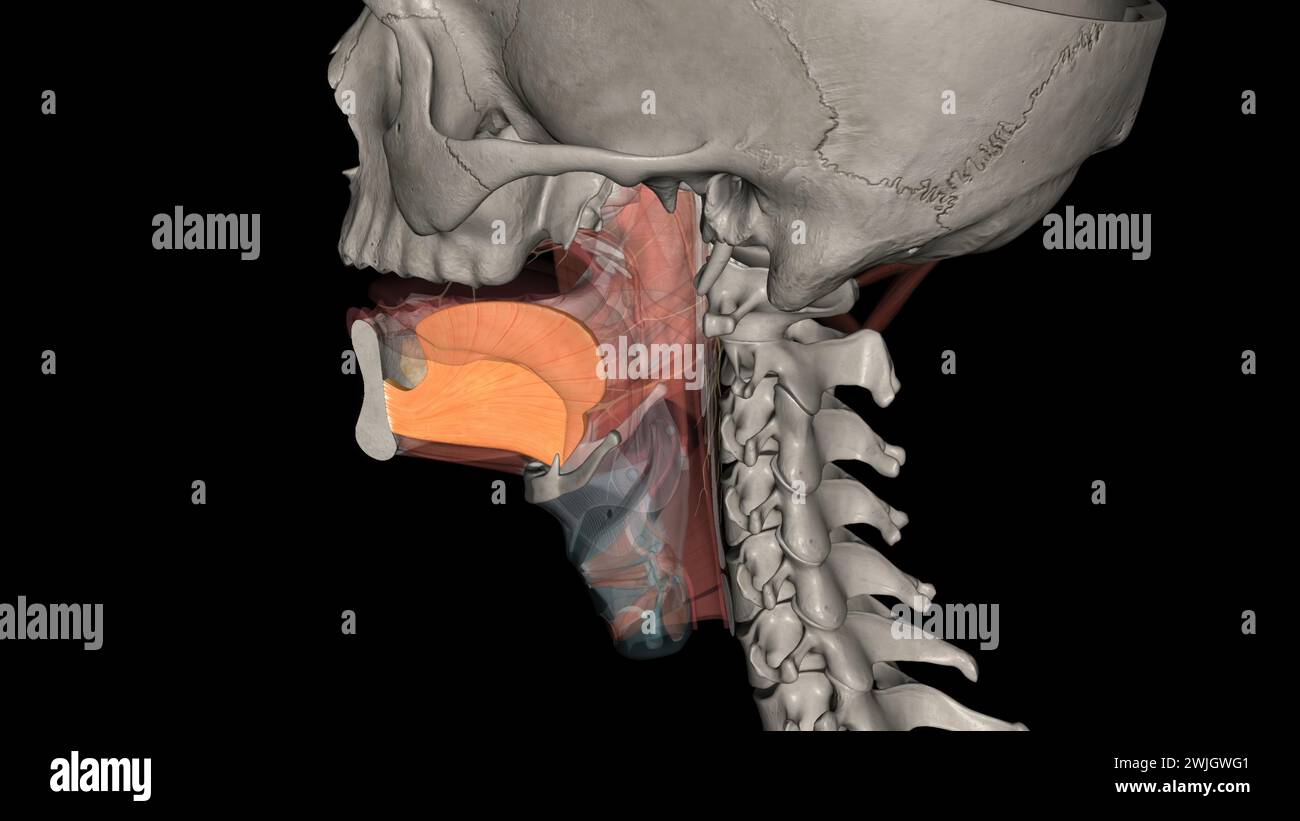 Extrinsic tongue muscles hi-res stock photography and images - Alamy