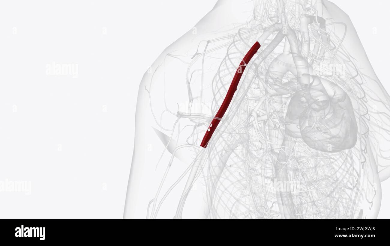 the axillary artery is a large blood vessel that conveys oxygenated ...