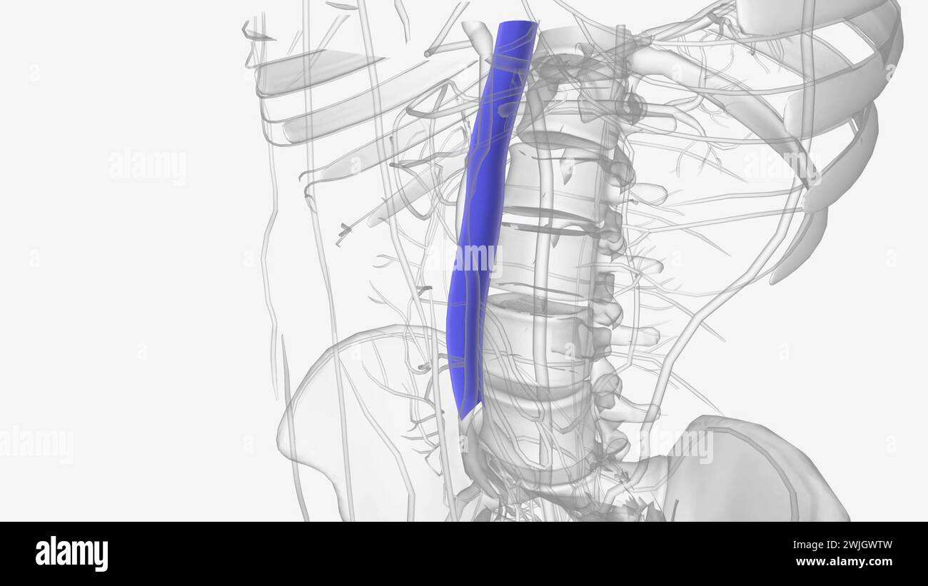 he inferior vena cava (IVC) is the largest vein of the human body 3d ...