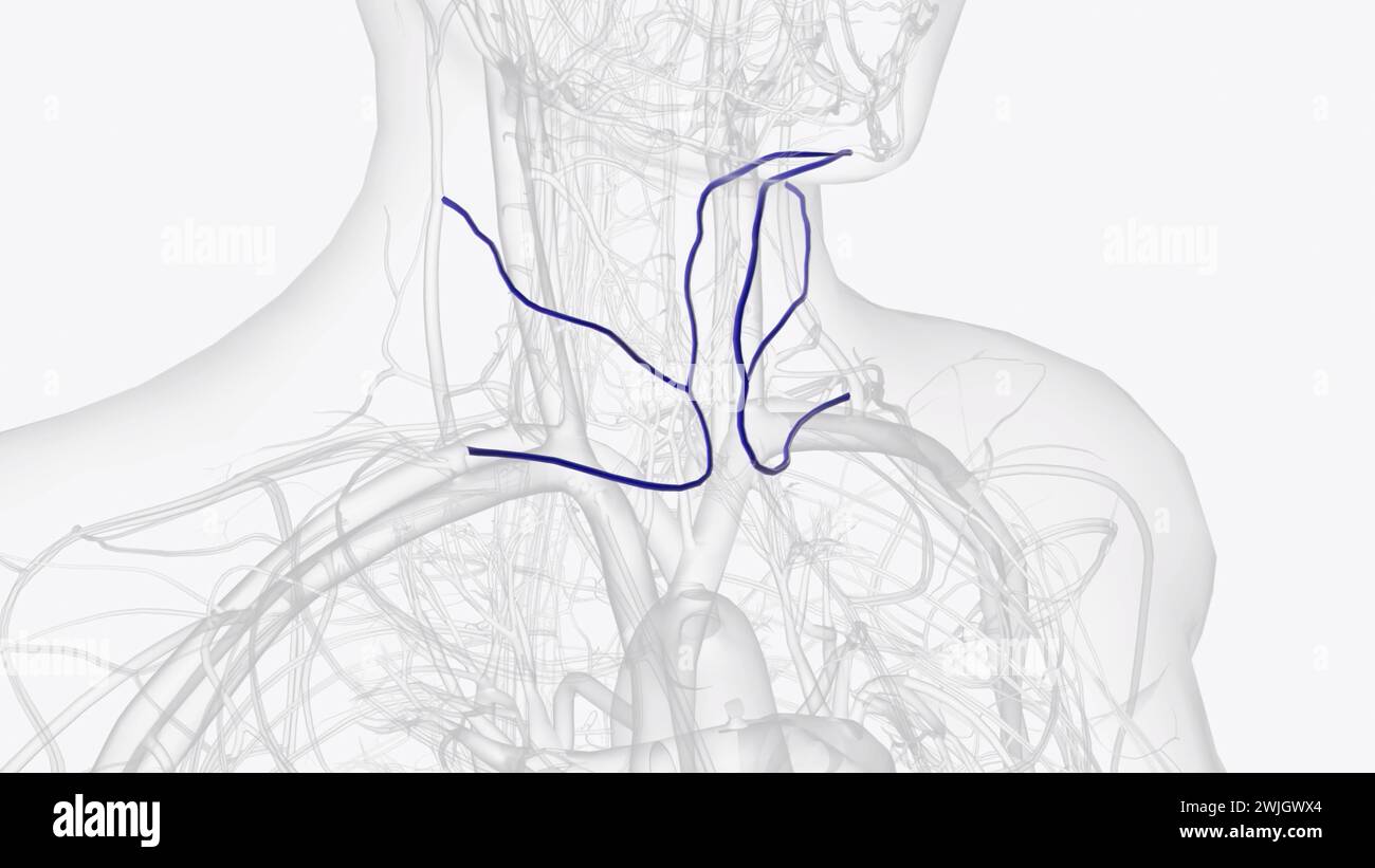 The anterior jugular vein is a vein in the neck 3d illustration Stock ...