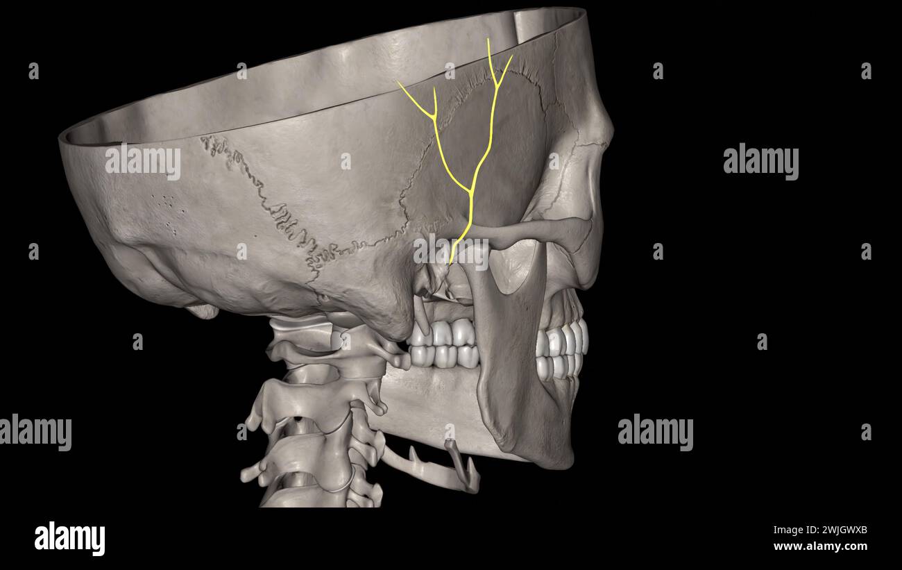 Trigeminal nerve division hi-res stock photography and images - Alamy