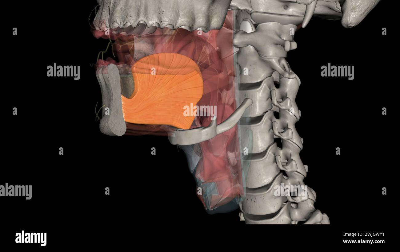 Extrinsic tongue muscles hi-res stock photography and images - Alamy