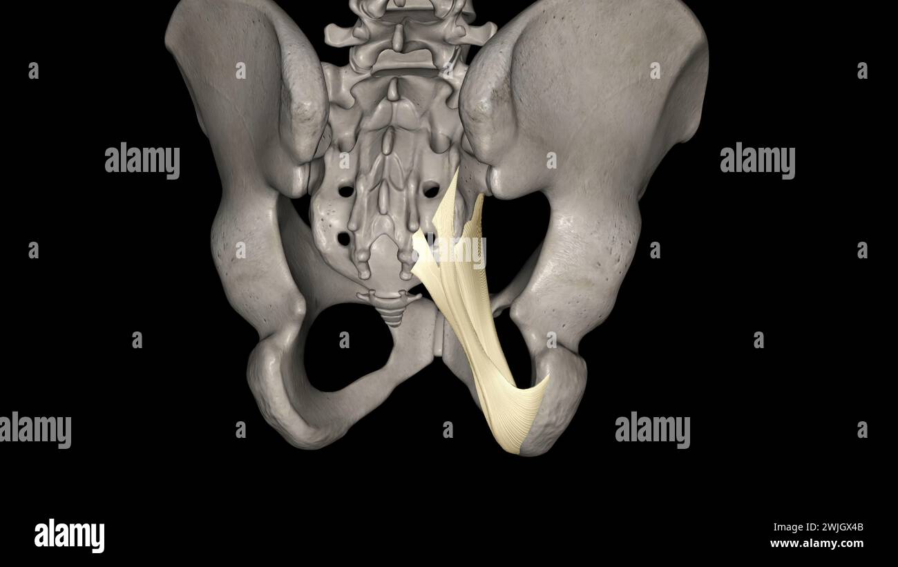 Sacrotuberous ligament hi-res stock photography and images - Alamy