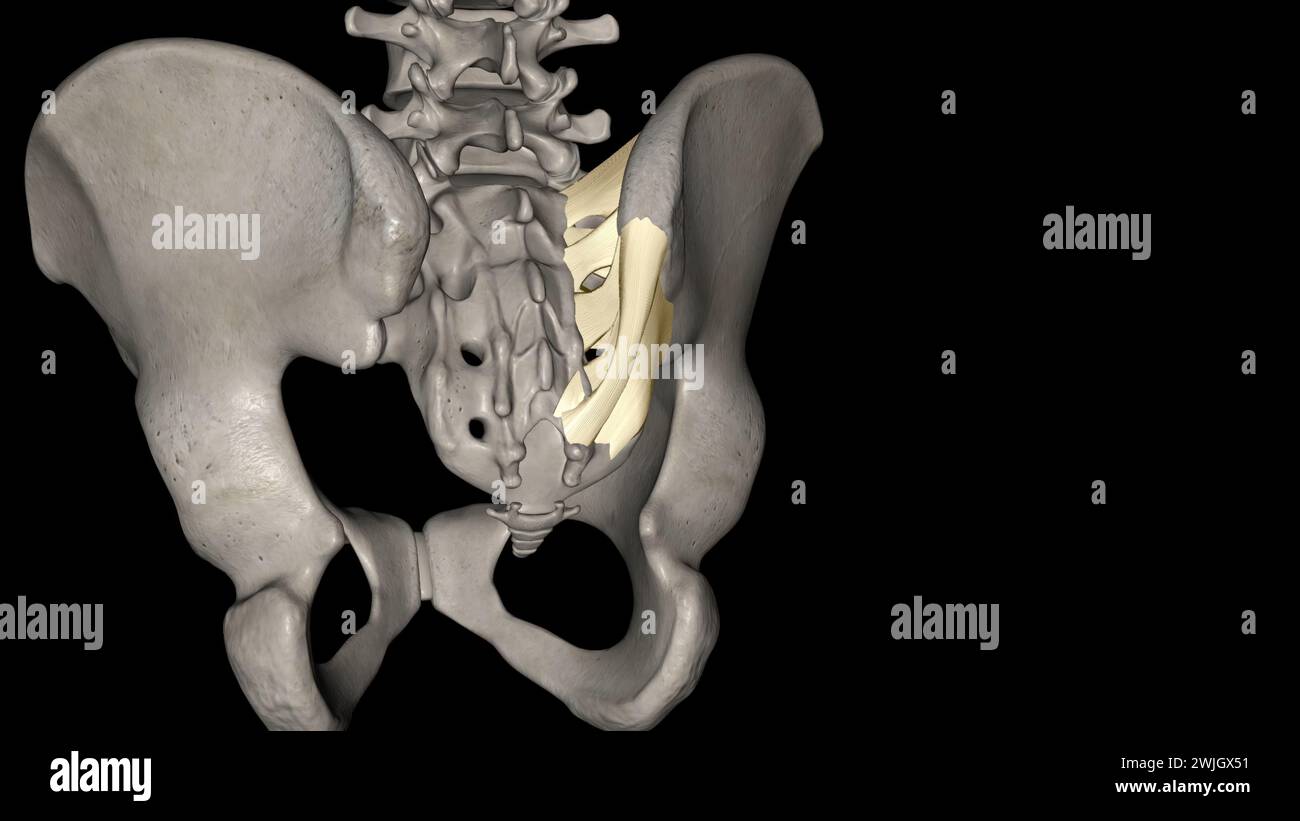 Three distinct vertebrae hi-res stock photography and images - Alamy