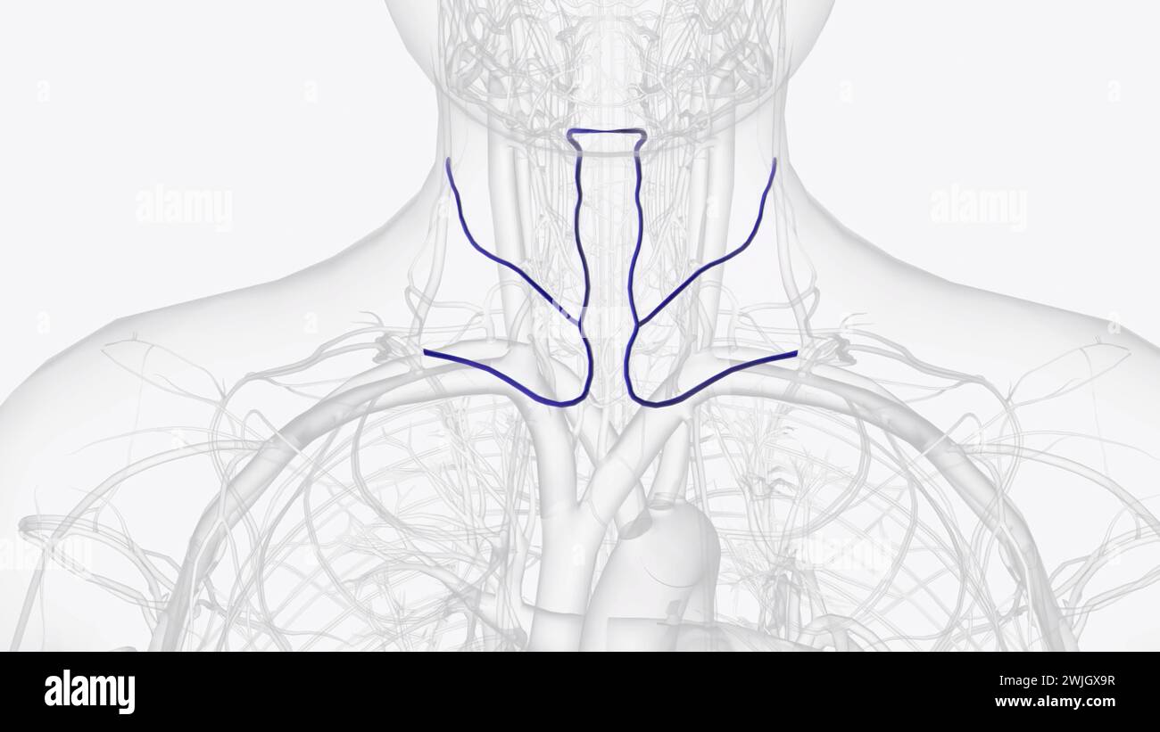 The anterior jugular vein is a vein in the neck 3d illustration Stock ...