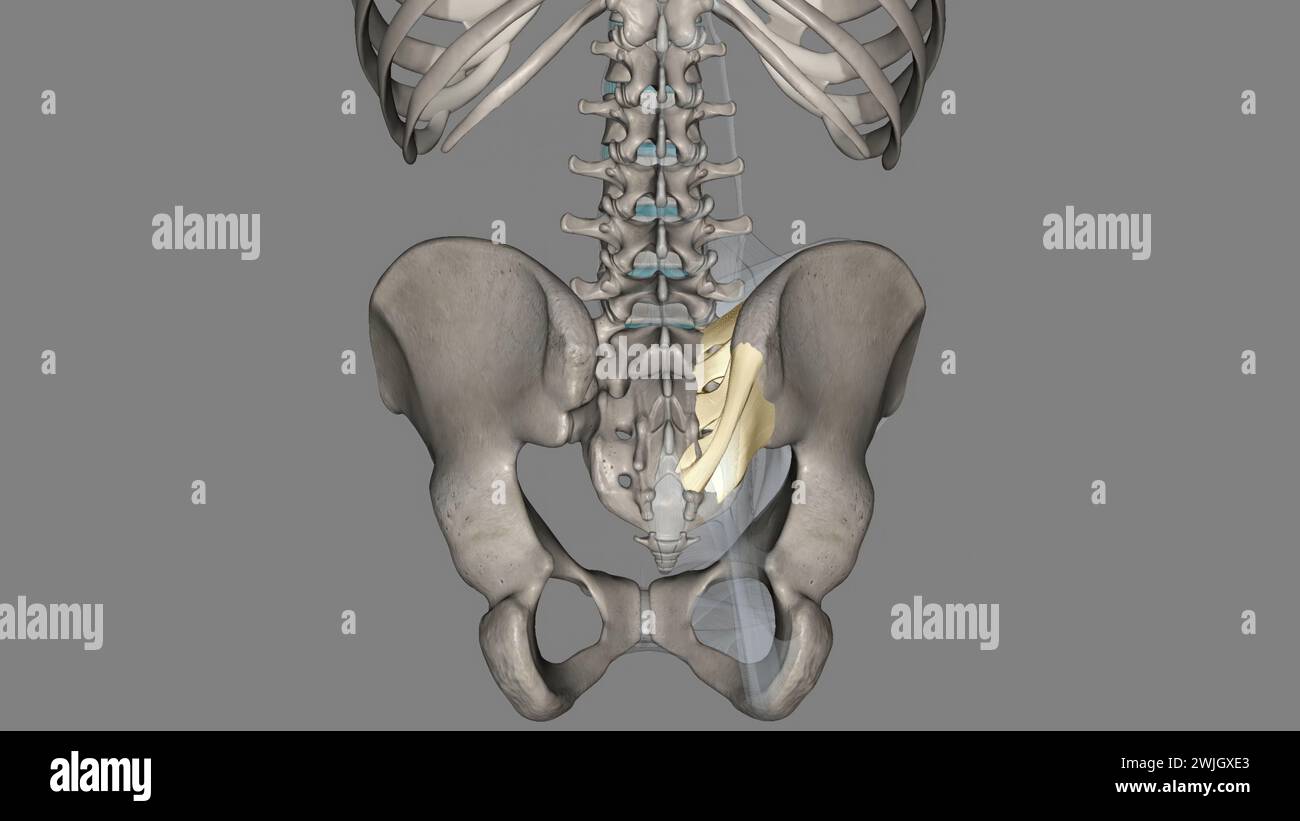 Distinct anatomy hi-res stock photography and images - Alamy