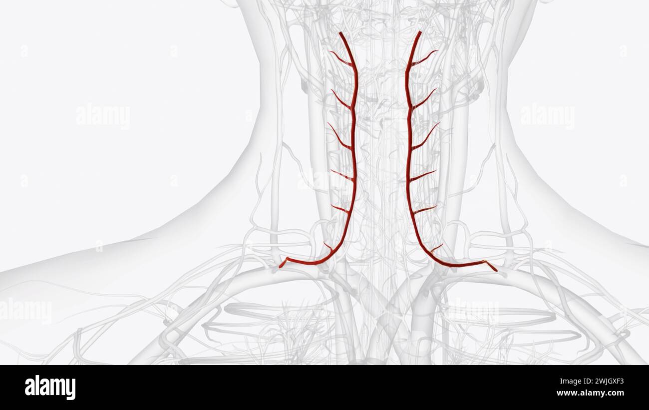 Transverse cervical artery hi-res stock photography and images - Alamy