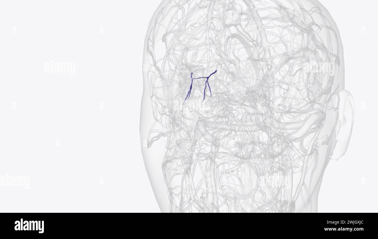 The external nose receives vascular supply via the dorsal nasal 3d ...