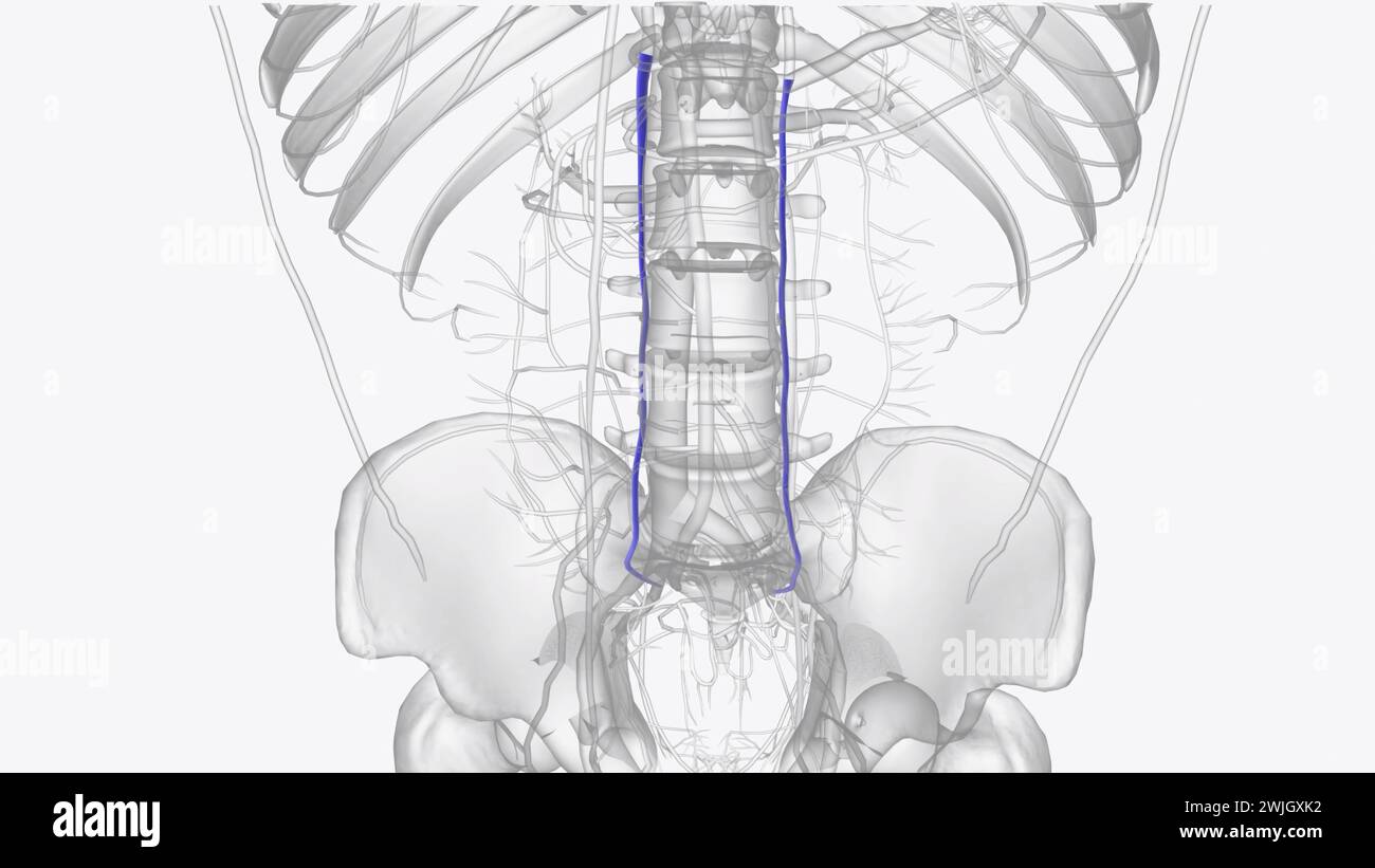 The Ascending Lumbar Vein Is A Vein That Runs Up Through The Lumbar Region On The Side Of The