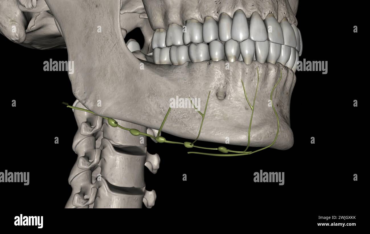 Submental lymph nodes hi-res stock photography and images - Alamy