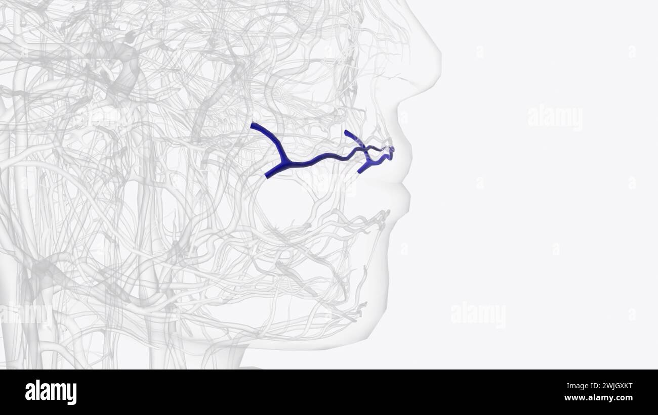 The superior labial vein is the vein receiving blood from the upper lip ...