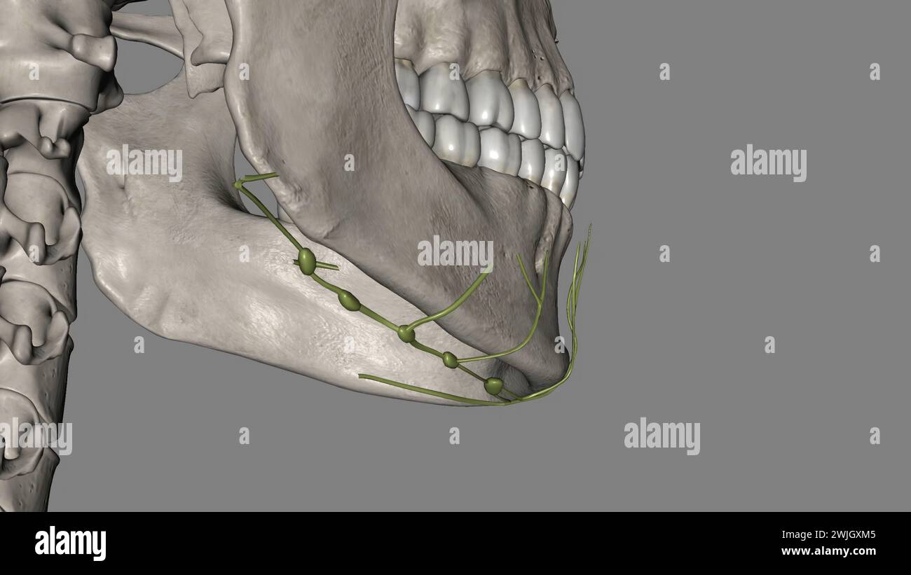 Submental lymph nodes hi-res stock photography and images - Alamy