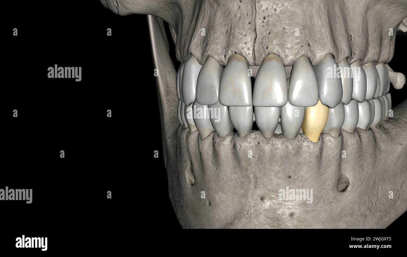 Mandibular first molar hi-res stock photography and images - Alamy