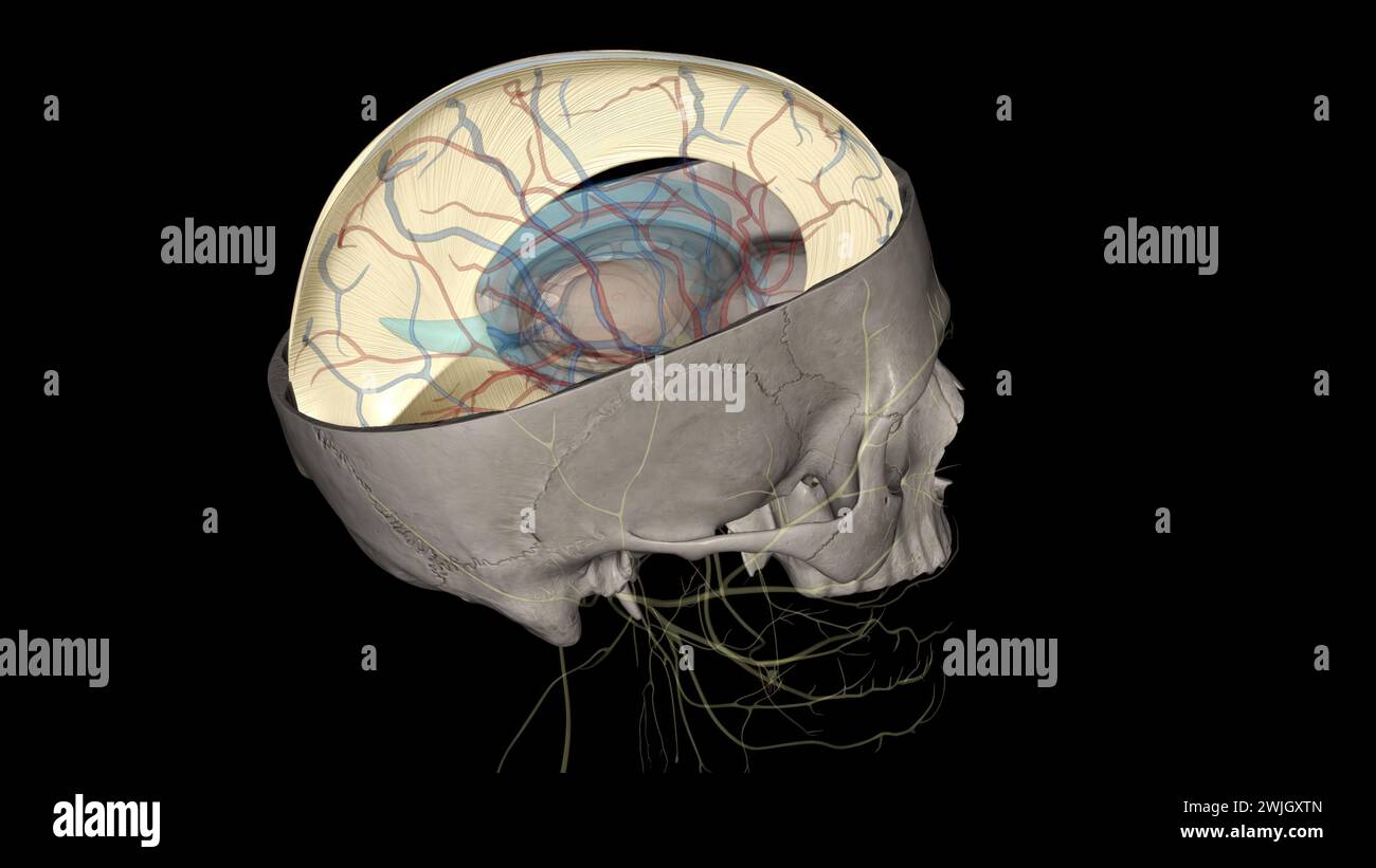 Cerebelli hi-res stock photography and images - Alamy