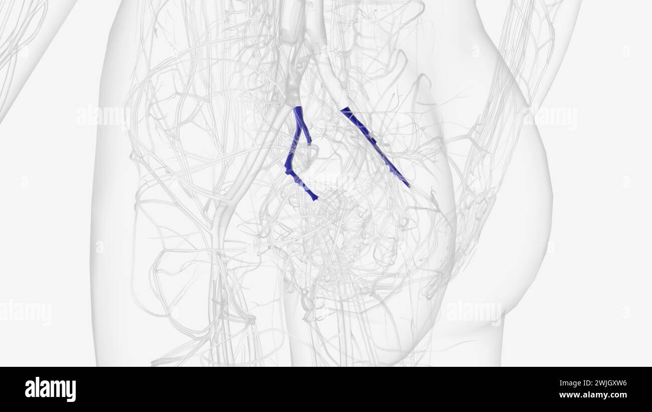 Pelvic wall hi-res stock photography and images - Alamy