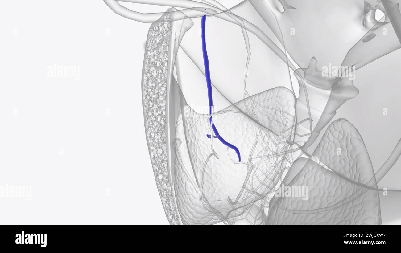 Right middle rectal vein 3d medical Stock Photo - Alamy