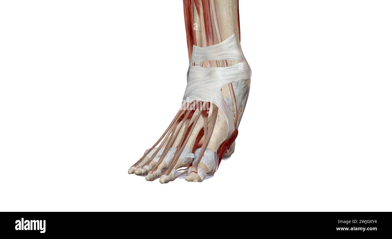 The ankle encompasses the ankle joint, an articulation between the ...