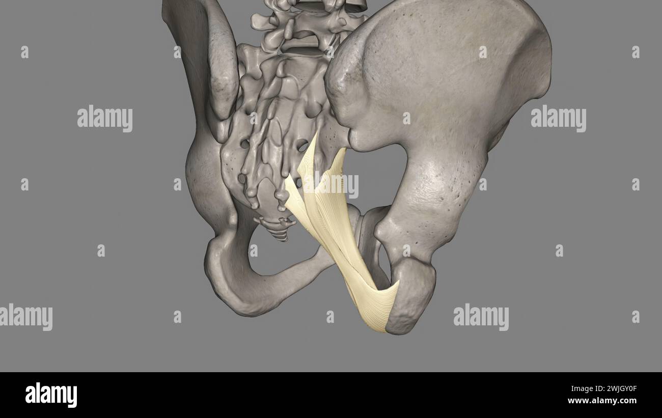 Sacrotuberous ligament hi-res stock photography and images - Alamy