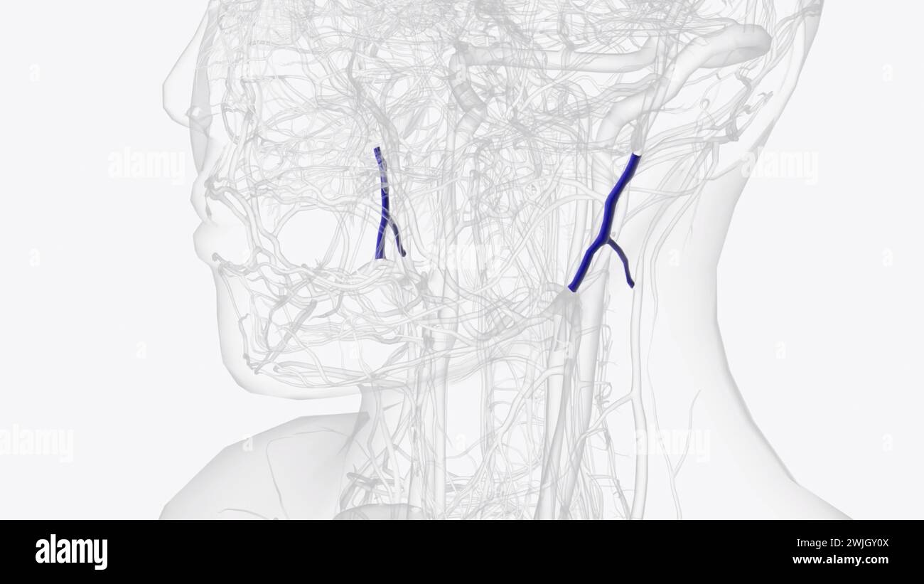 Retromandibular vein and branches 3d 3d illustration Stock Photo - Alamy