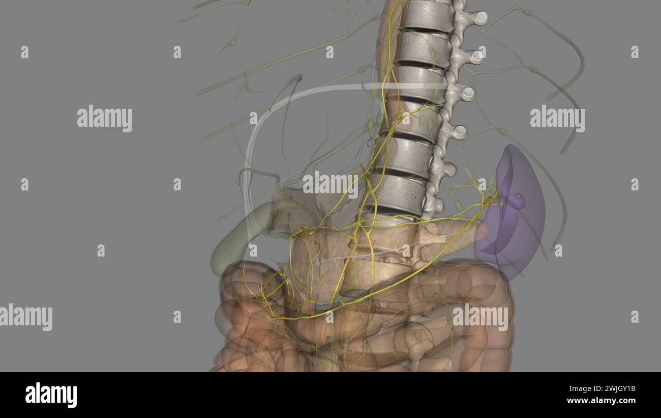 Paravesical hi-res stock photography and images - Alamy