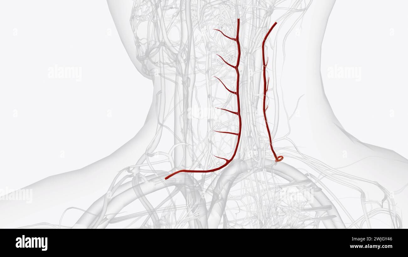 The left and right transverse cervical arteries are located on the ...