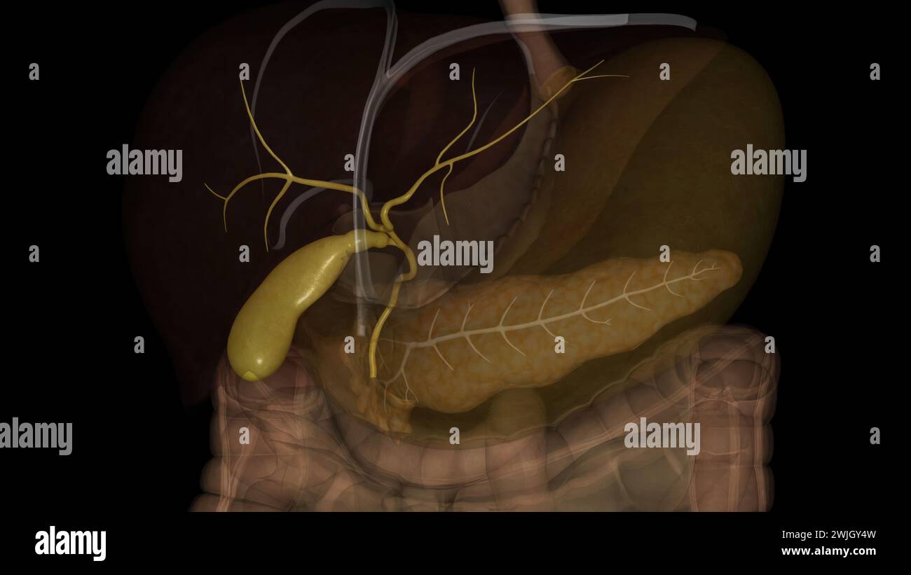 gallbladder is a small, pear-shaped organ on the right side of your ...