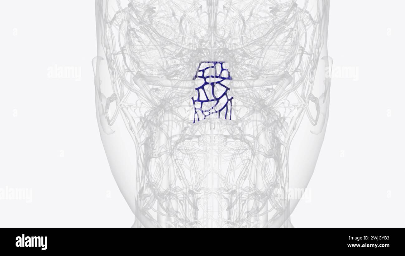 The basilar venous plexus lies between the endosteal and meningeal ...