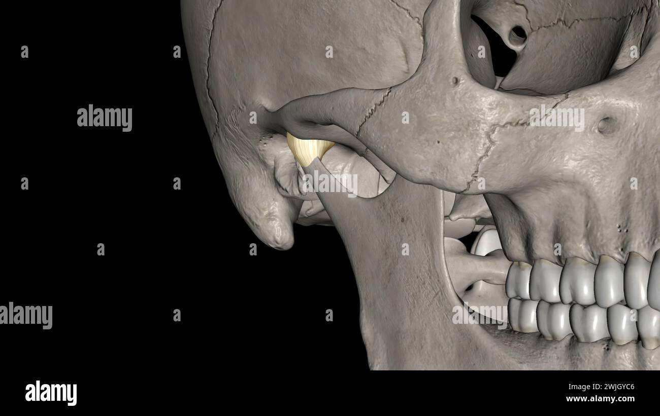 Temporomandibular joint anatomy hi-res stock photography and images - Alamy
