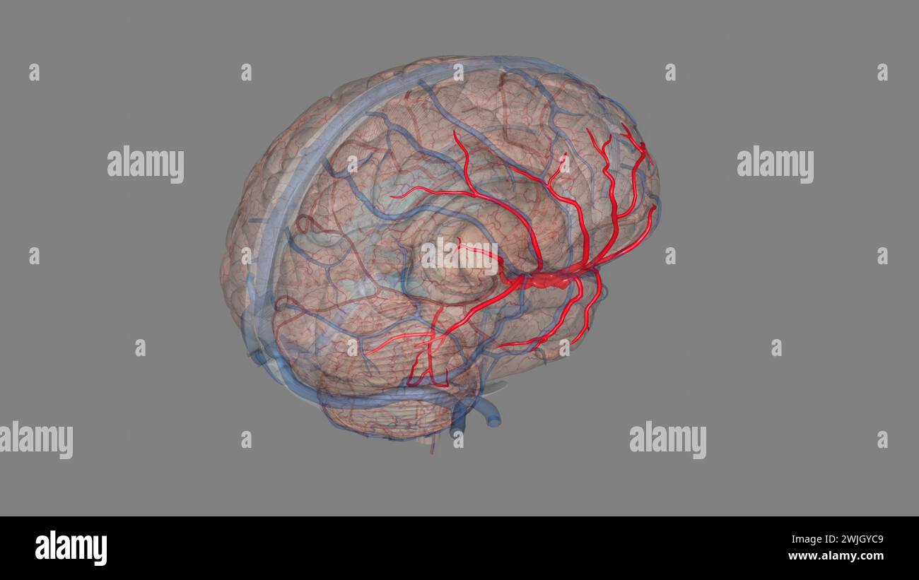 Middle cerebral artery3d illustration is the largest branch and the ...