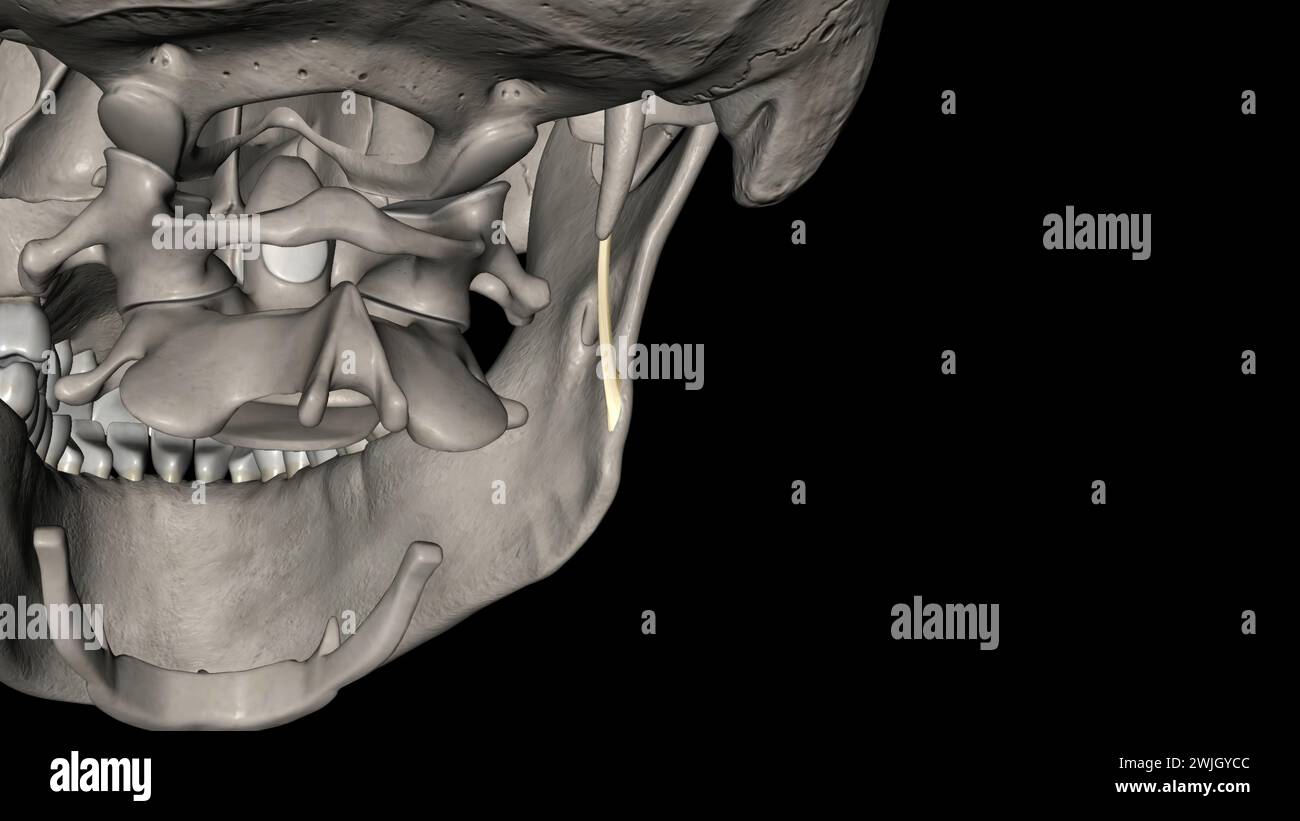The stylomandibular ligament is the thickened posterior portion of the ...