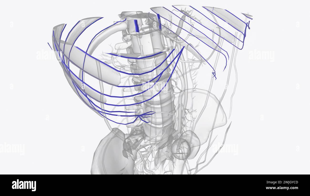 Internal thoracic veins hi-res stock photography and images - Alamy