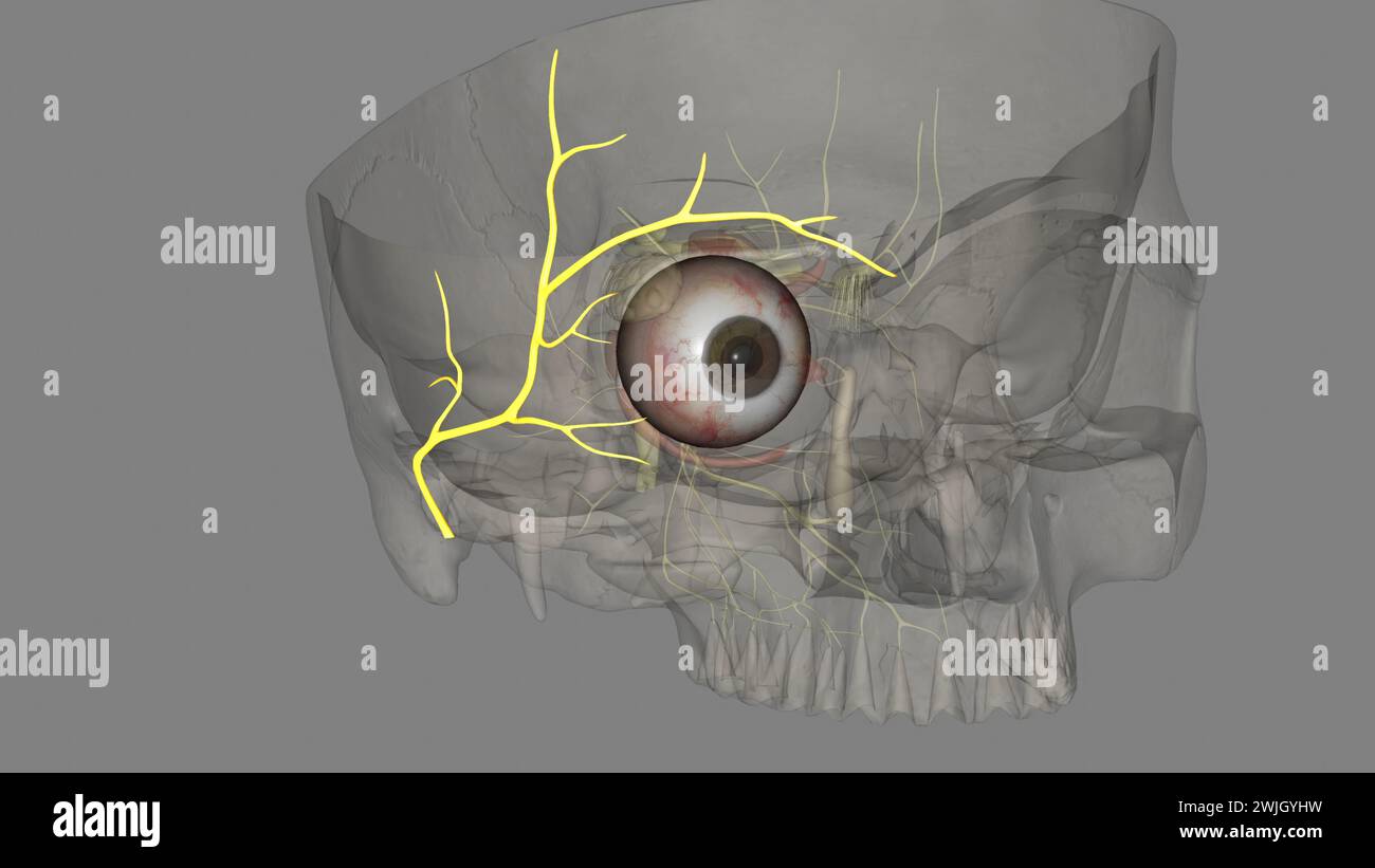 Anatomical eyeball illustration 3d hi-res stock photography and images ...
