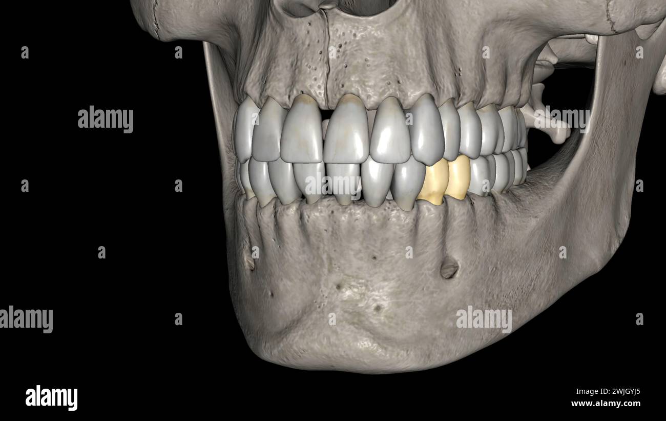 Mandibular first molar hi-res stock photography and images - Alamy