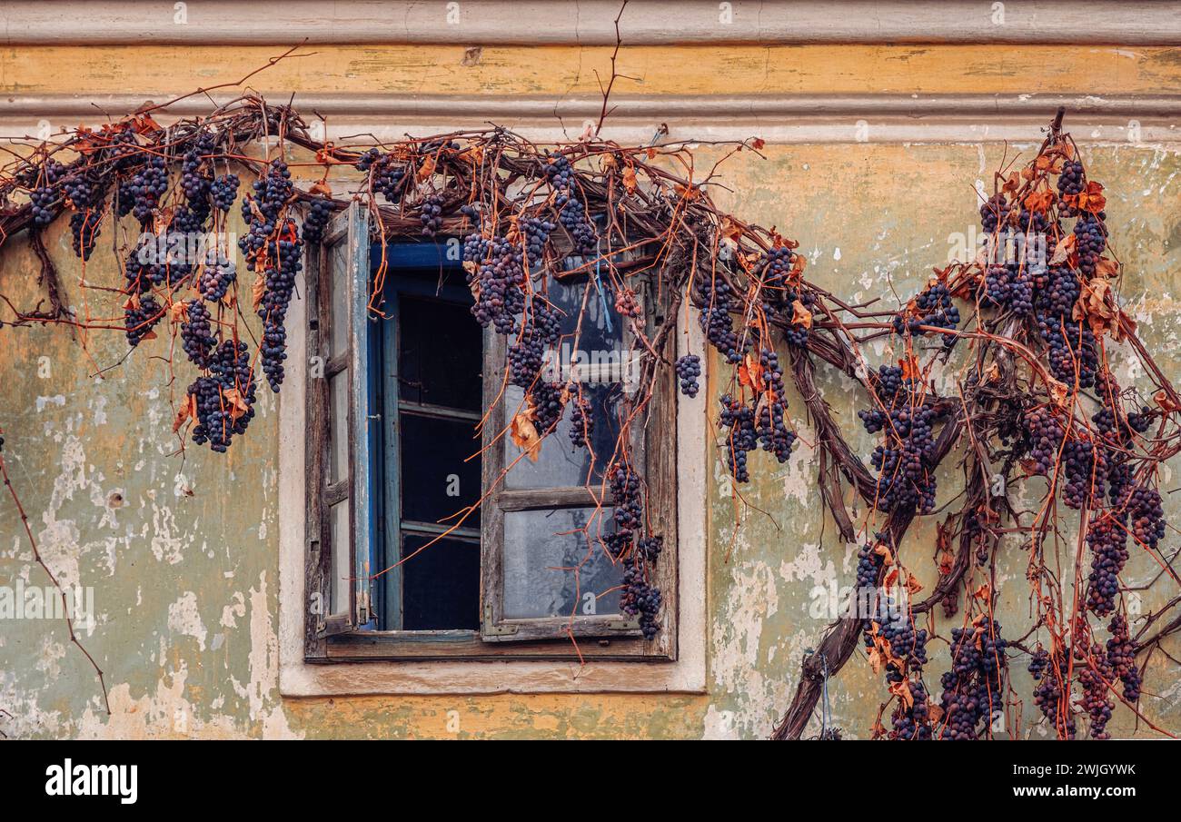 abandoned house with dry vines and raisined grapes on the walls Stock ...