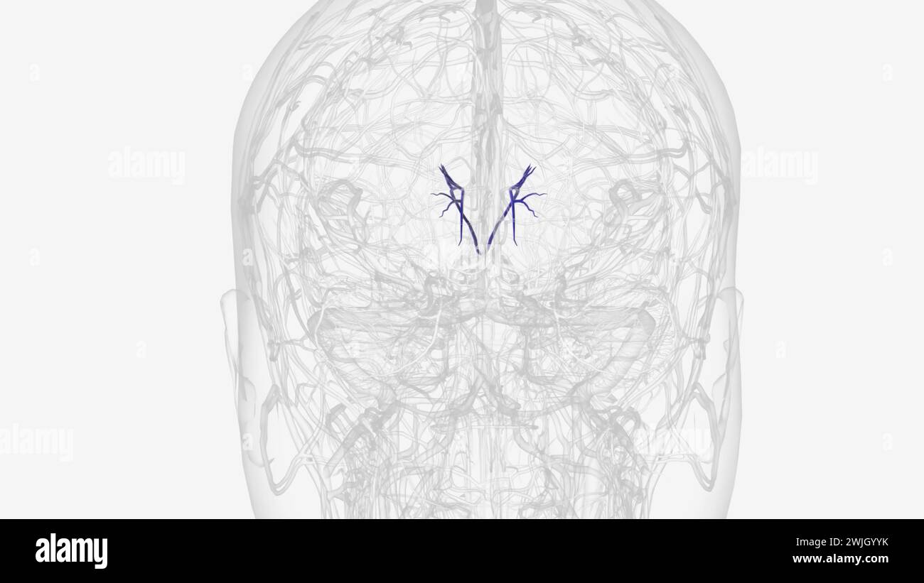 The internal cerebral veins are paired, paramedian veins which course ...