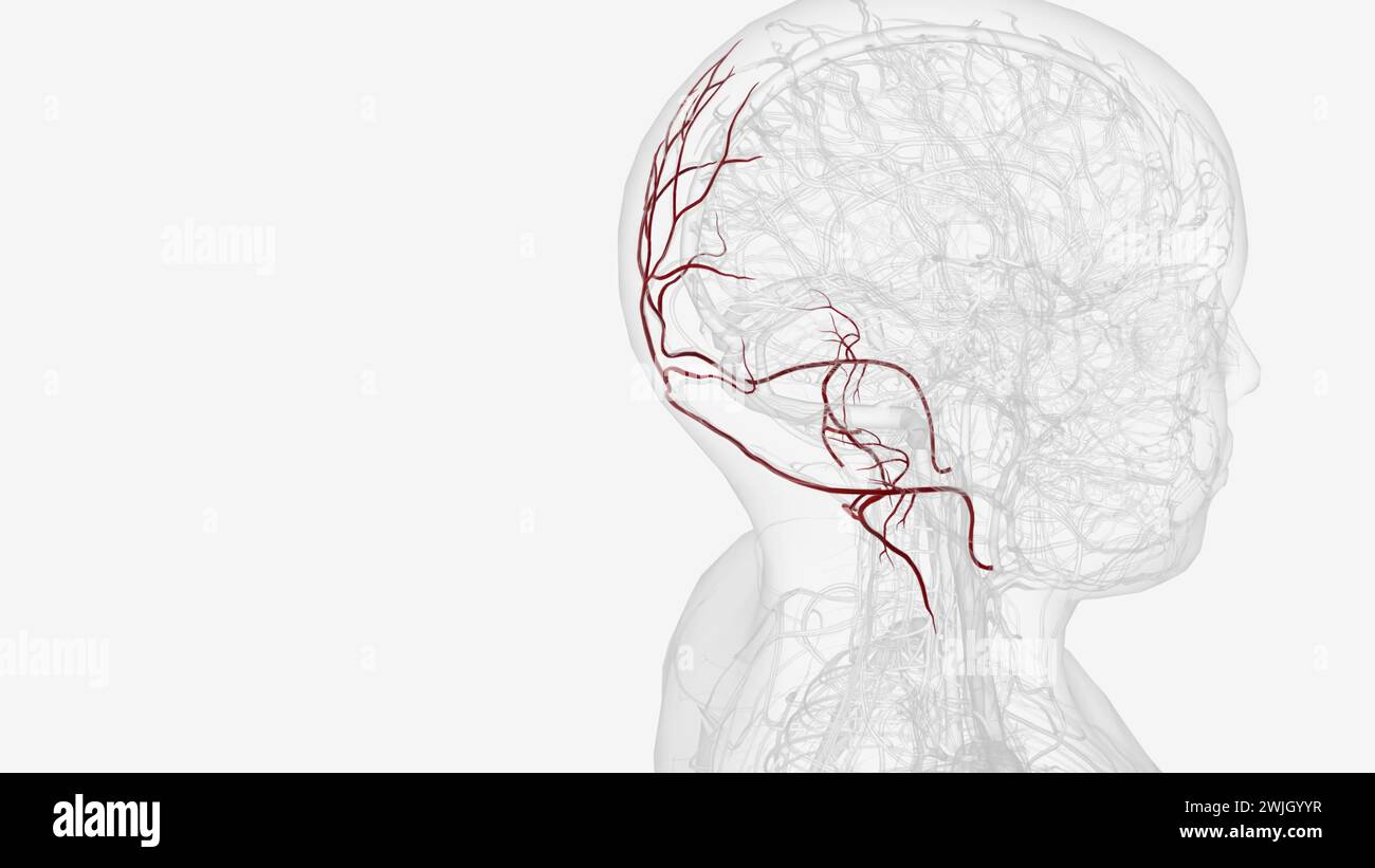 Vena occipital hi-res stock photography and images - Alamy