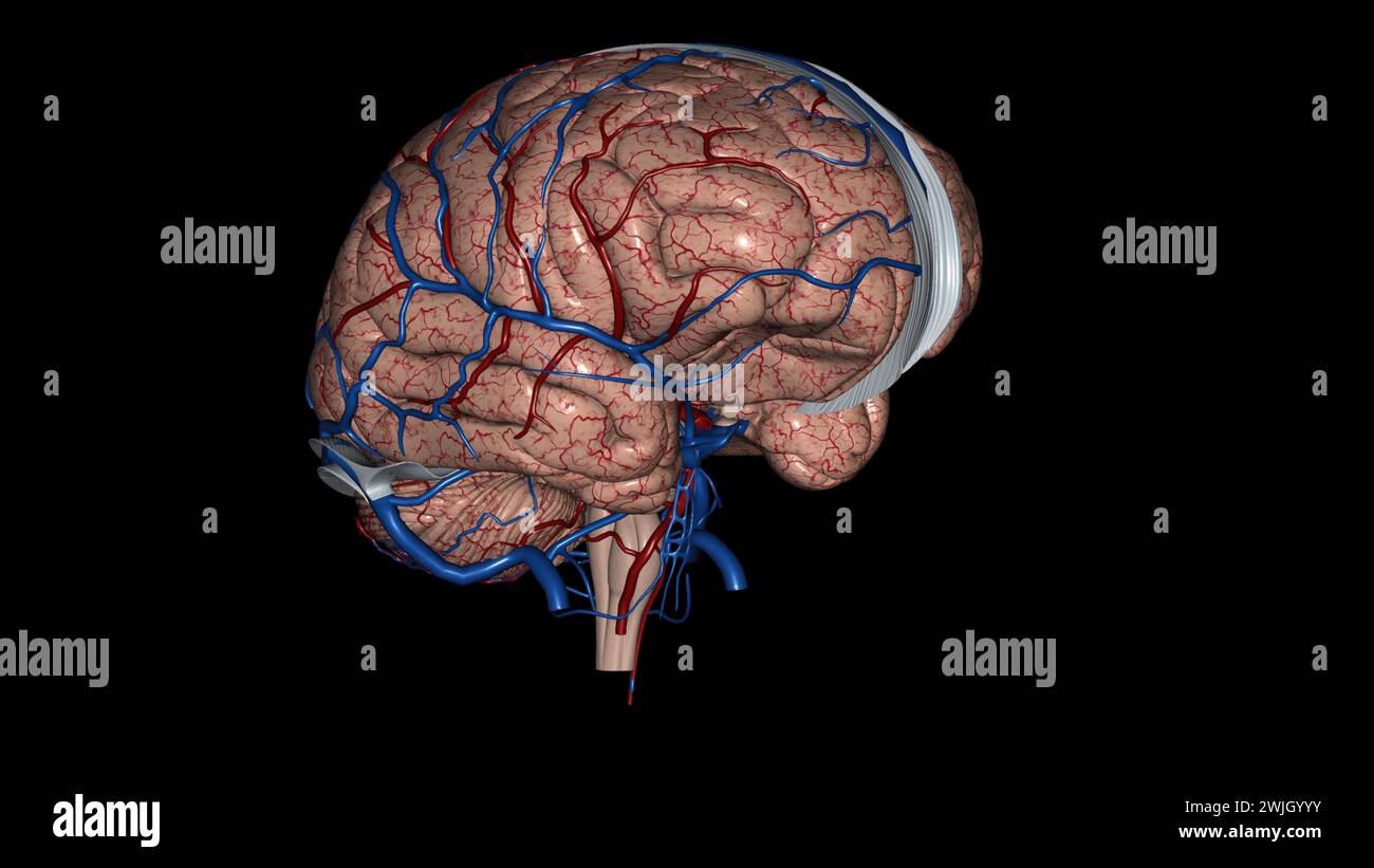 Brain capillary hi-res stock photography and images - Alamy
