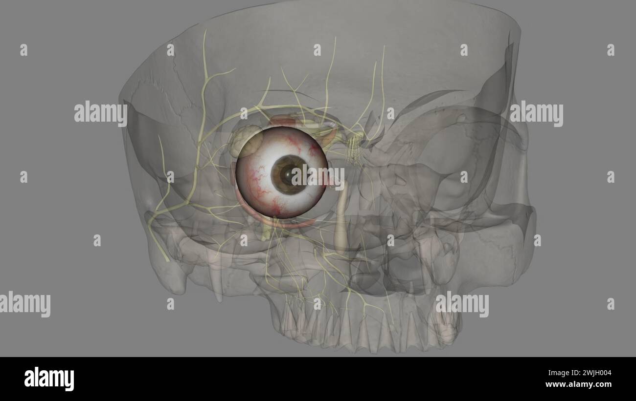 The eye light reflex, is regulated by three structures: the retina, the ...