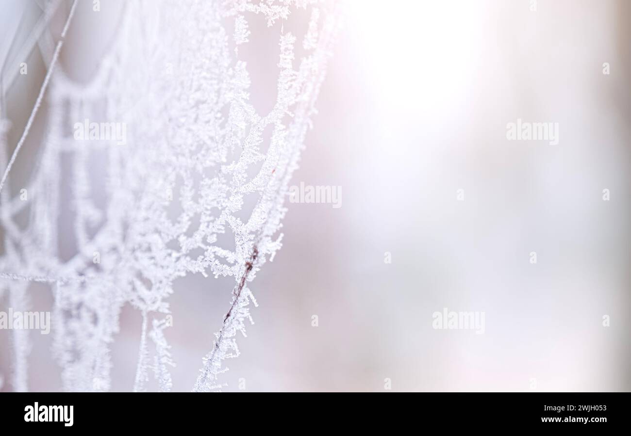 Frozen spider web in the forest Stock Photo - Alamy