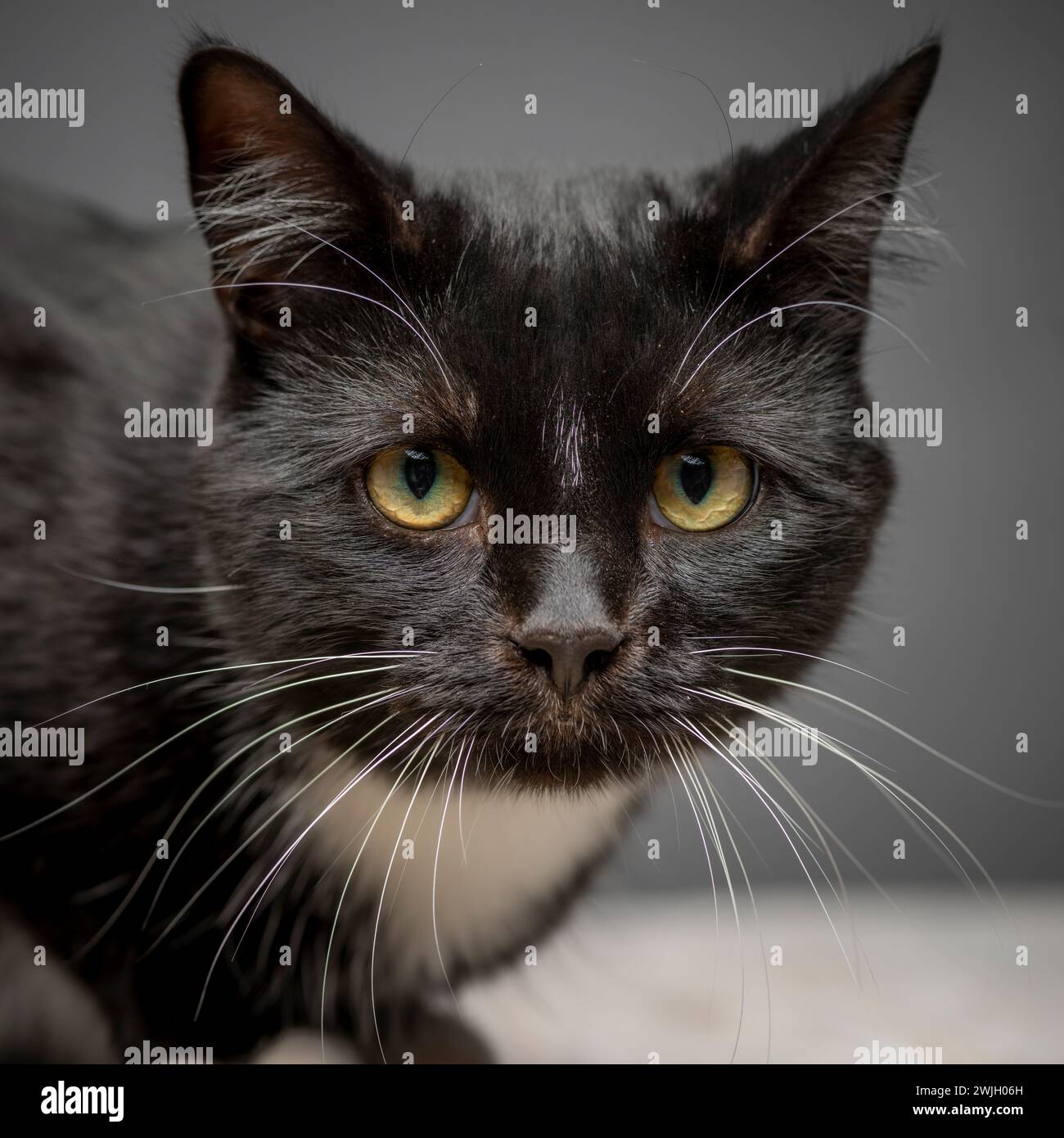 Studio shot of a black and white cat side onto the camera, crouching on ...