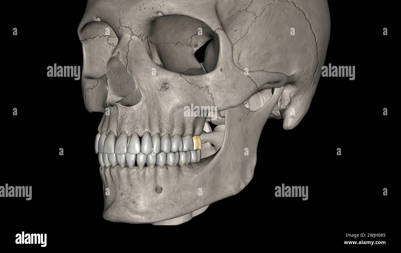 Maxillary arch hi-res stock photography and images - Alamy