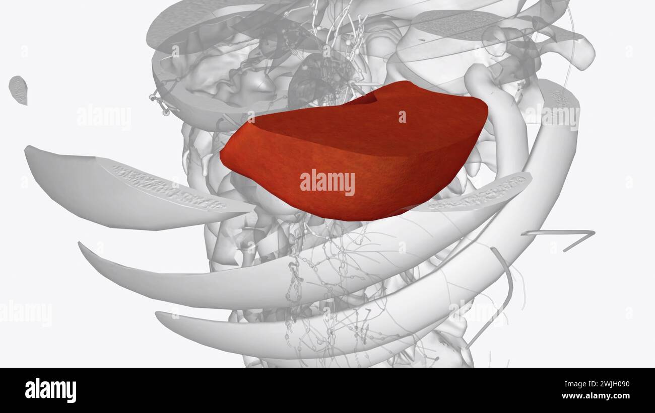 Lymphatic system in female anatomy hi-res stock photography and images ...