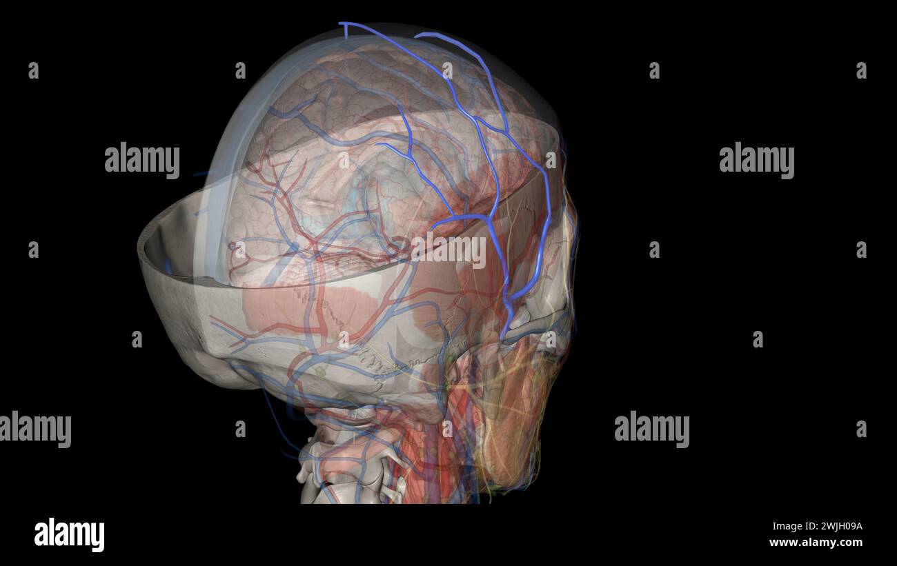 Blood flow to the ear hi-res stock photography and images - Alamy