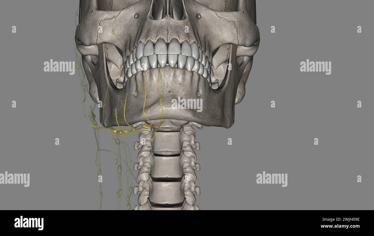 Submental submandibular Lymphatic vessels 3d illustration Stock Photo ...