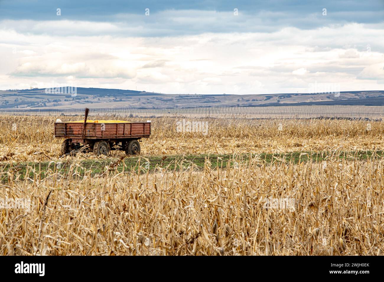 Corn maze tractor hi-res stock photography and images - Alamy