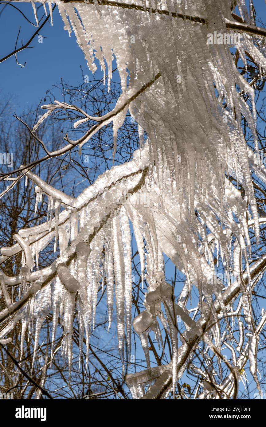 Tree branch covered with ice. Glaciated tree branches, consequences ...