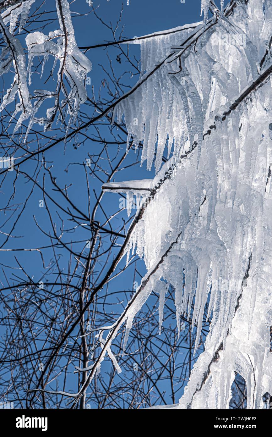 Tree branch covered with ice. Glaciated tree branches, consequences ...