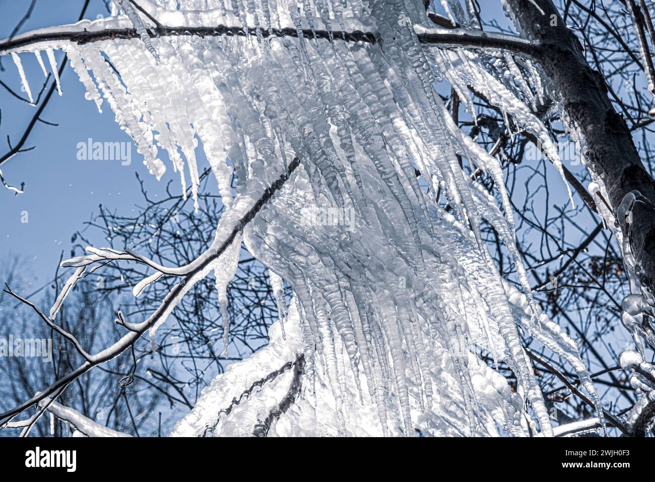 Tree branch covered with ice. Glaciated tree branches, consequences ...