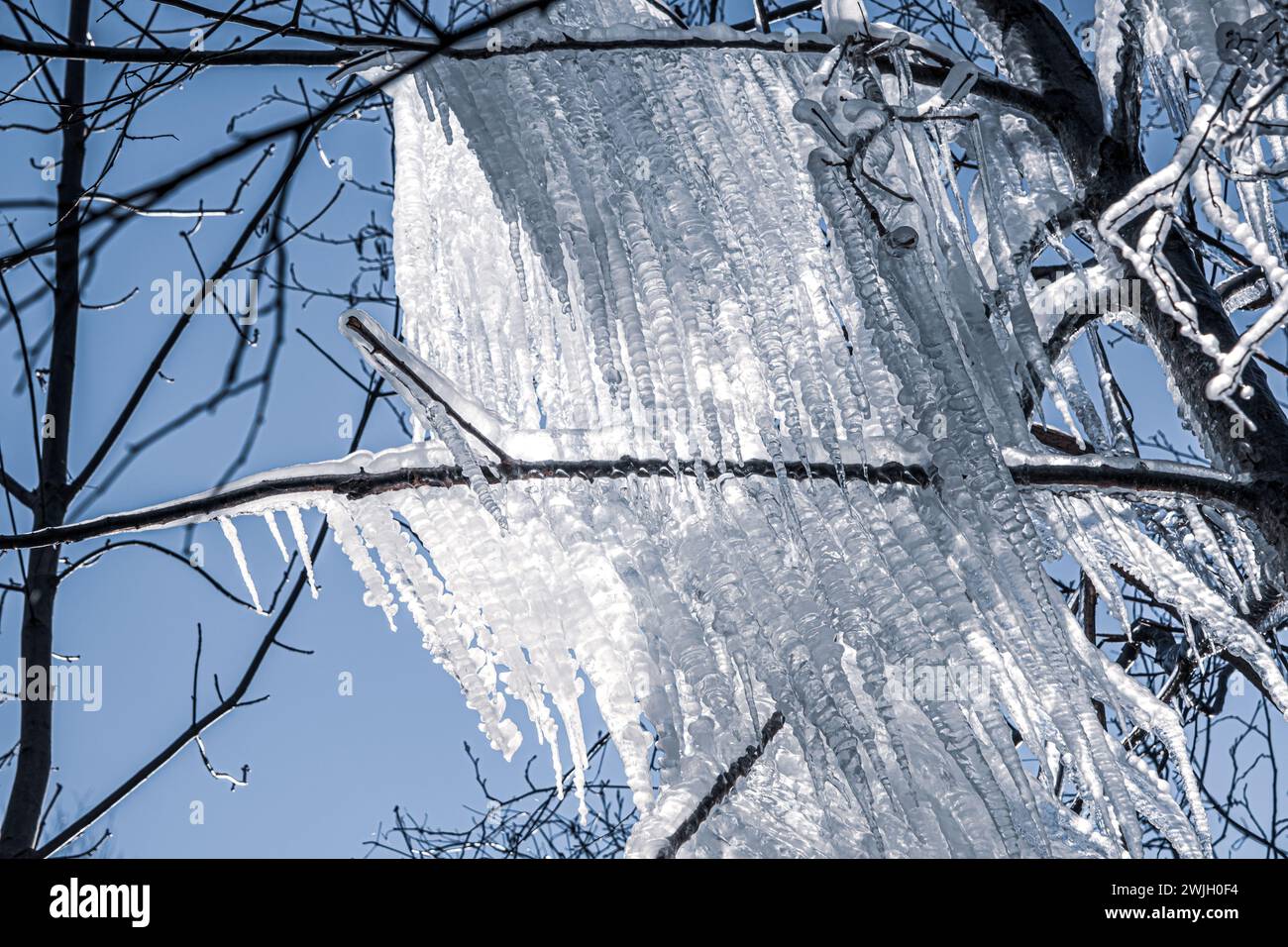 Tree branch covered with ice. Glaciated tree branches, consequences ...